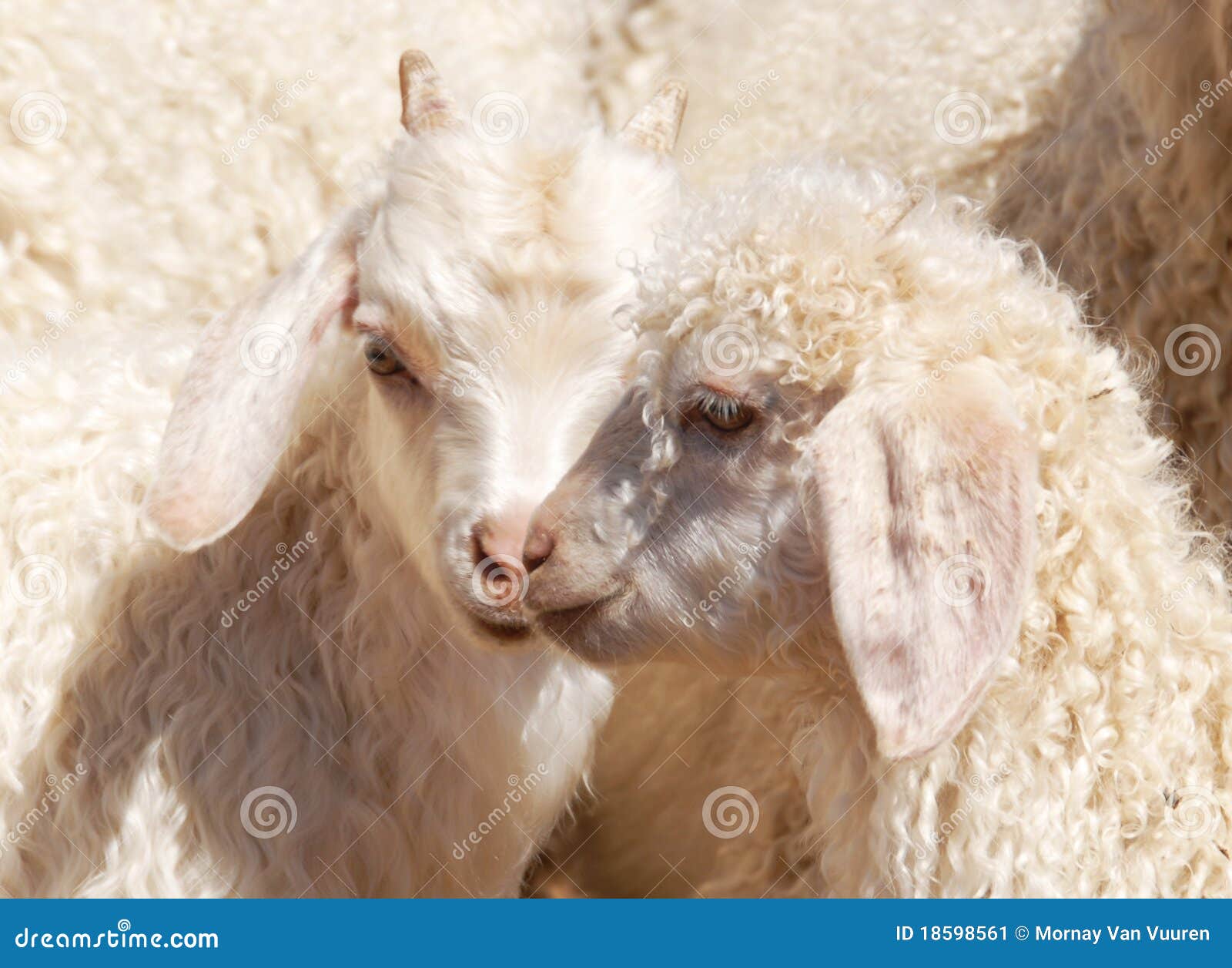 Angora Goat Kids