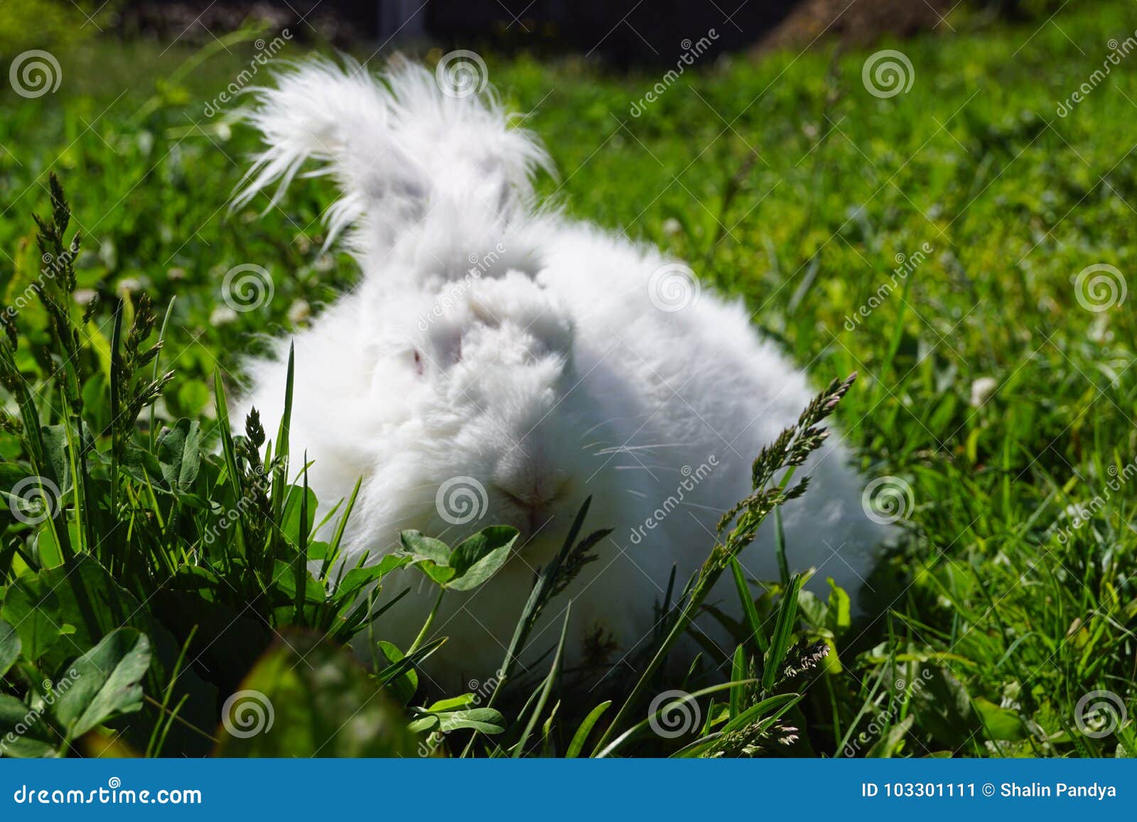 Angora konijn stock afbeelding. Image of angora, zoogdieren - 103301111
