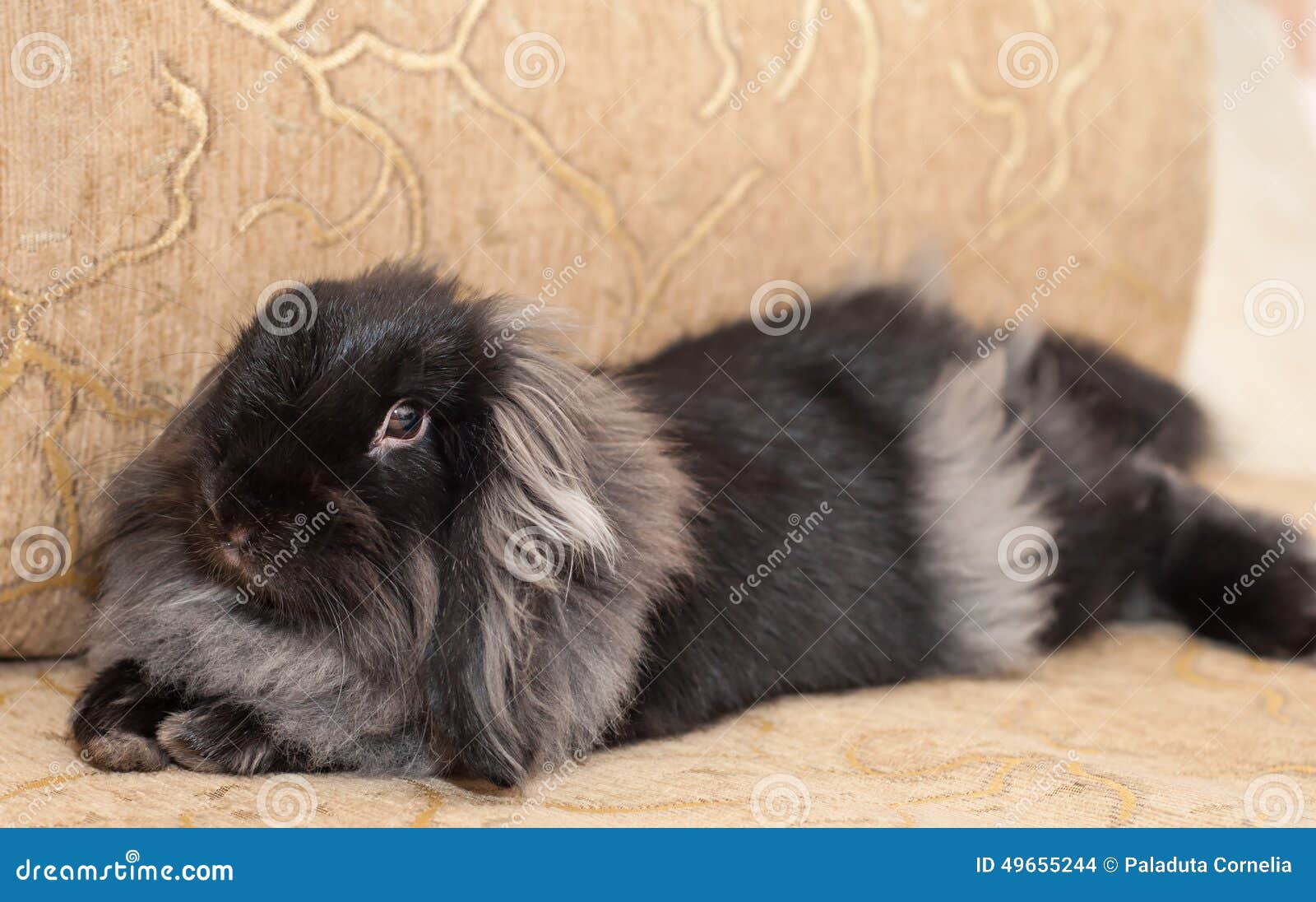 Angora konijn stock foto. Image of snoezig, genieten - 49655244