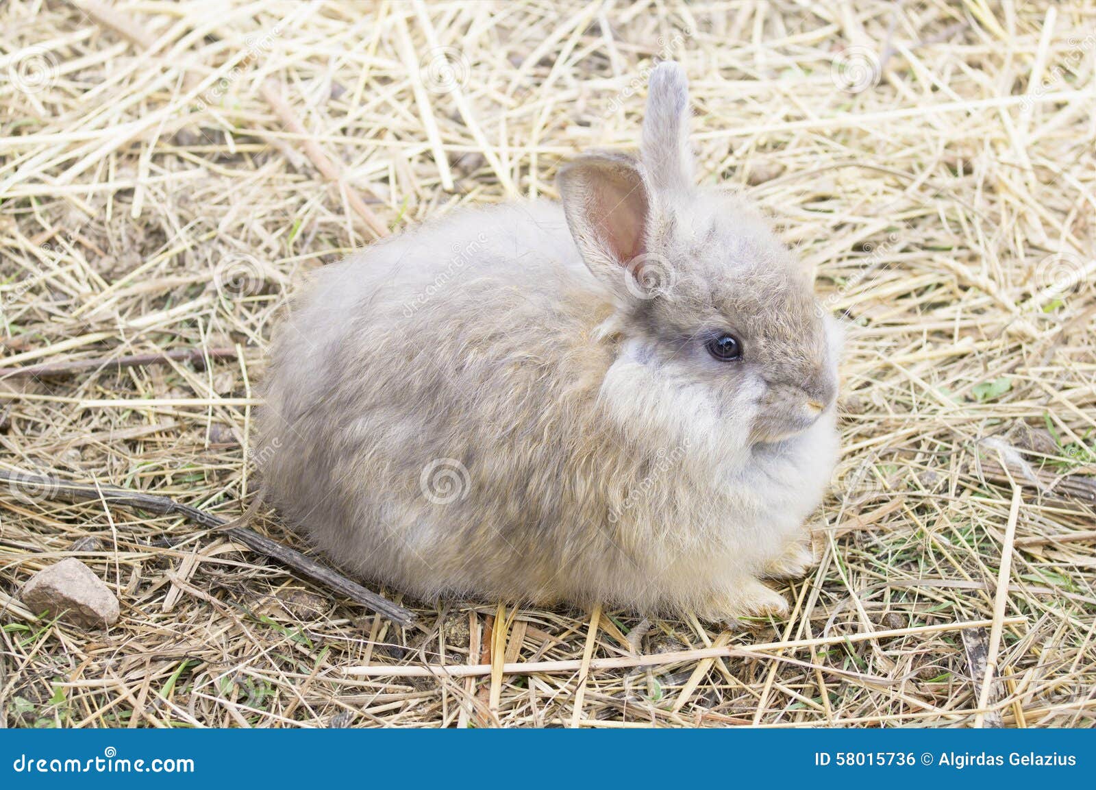 ANGORA KONIJN OP EEN STRO stock foto. Image of bont, leuk - 58015736