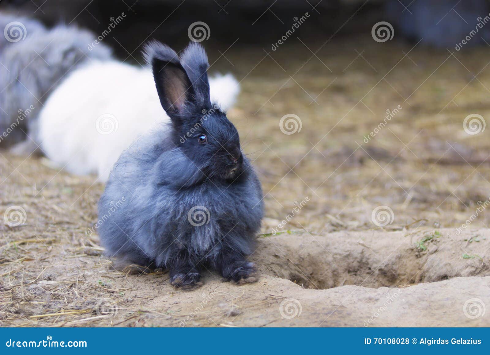 Angora konijn op stro stock foto. Image of aanbiddelijk - 70108028