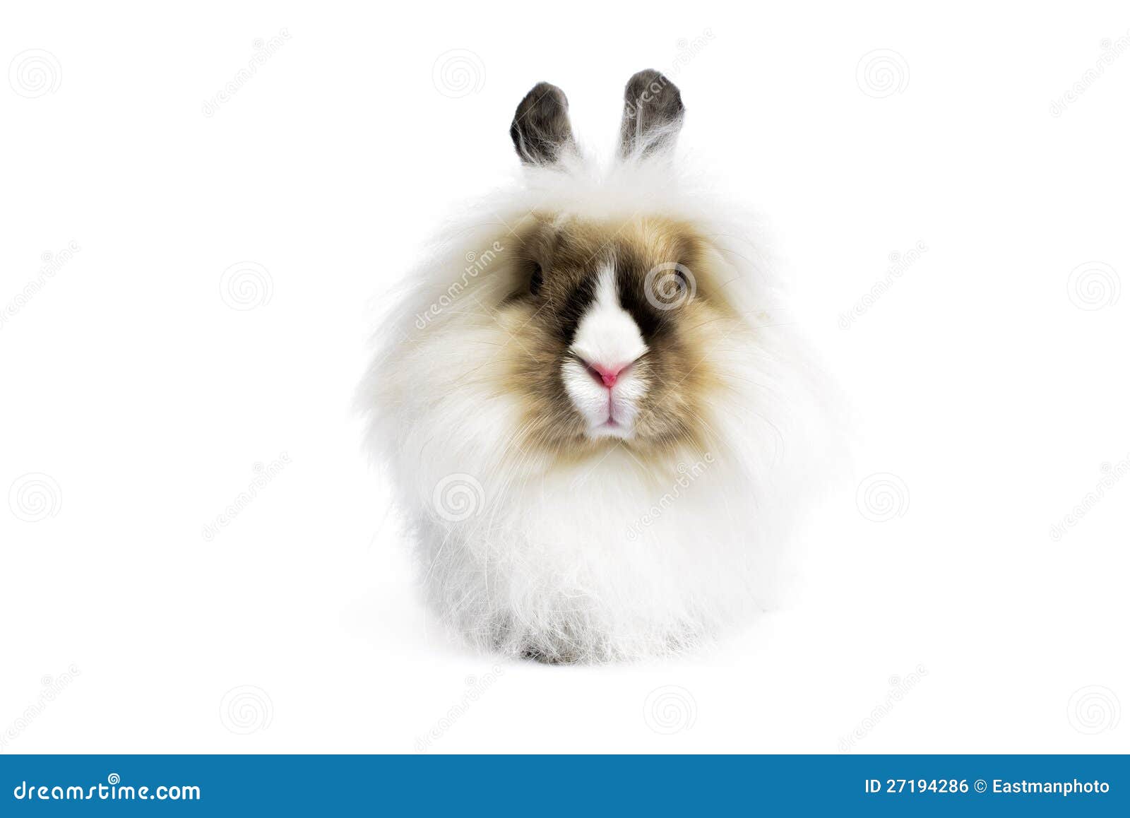 Mini Lion Mane Bunnies