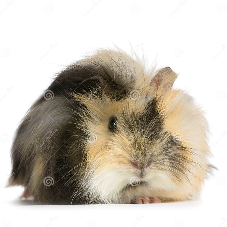 Angora proefkonijn stock afbeelding. Image of leven, angora - 2280257