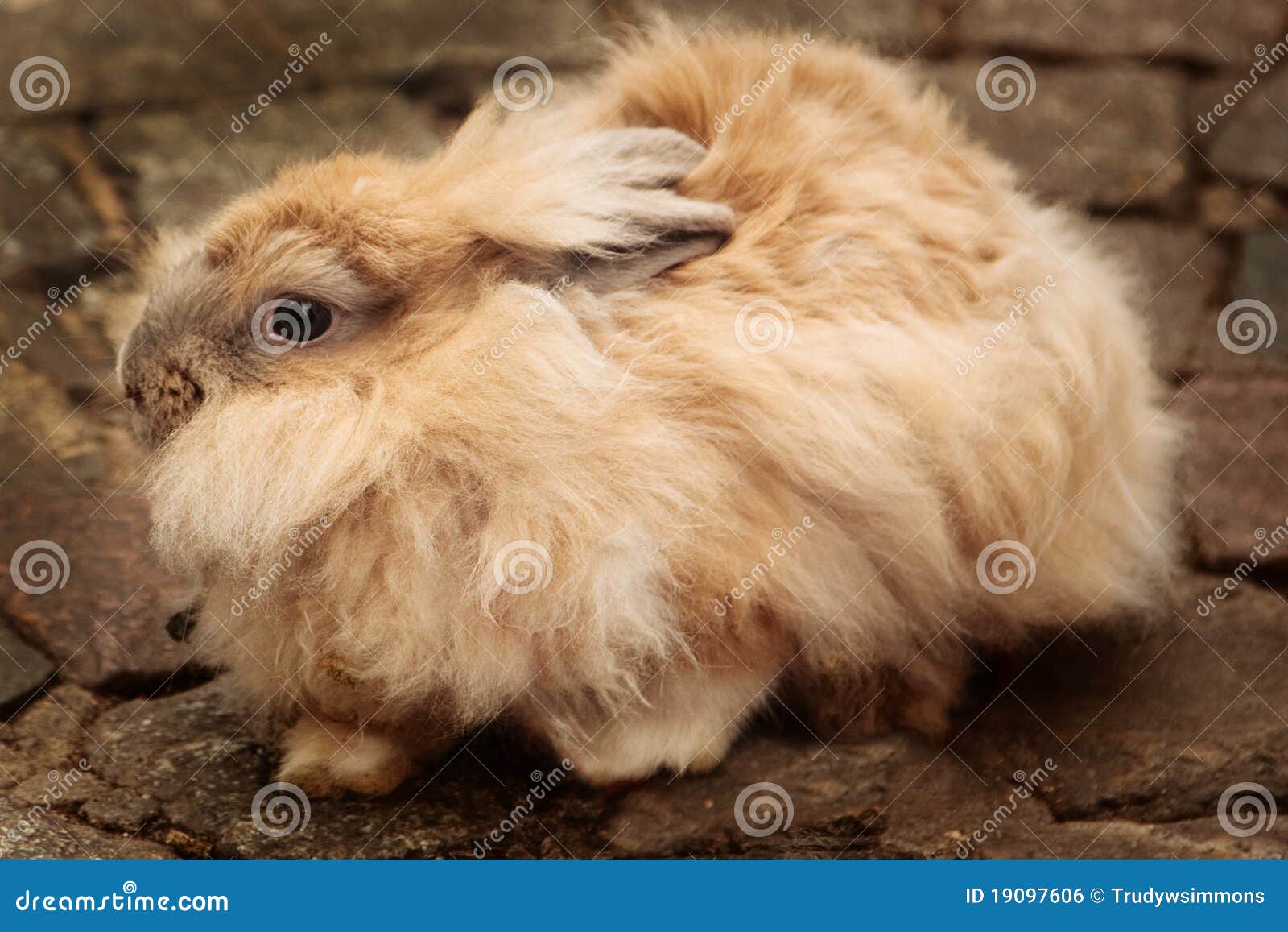 Angora Rabbit stock photo. Image of long, animal, bunny - 19097606