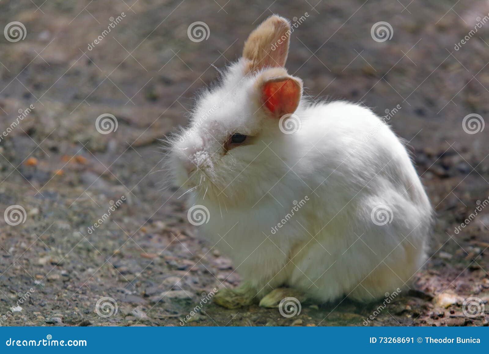 Cute white lionhead rabbit stock image. Image of calm - 73268691