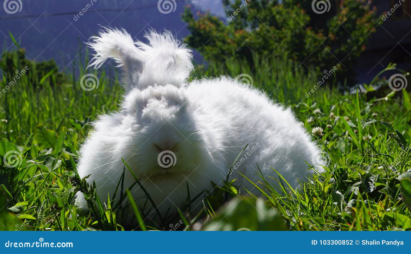 Angora Rabbit stock photo. Image of fluffy, wildlife - 103300852