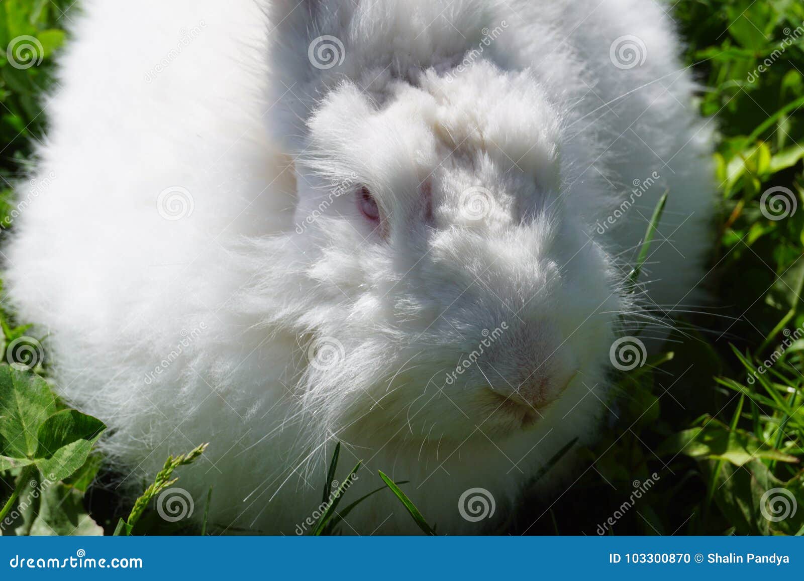 Angora Rabbit stock photo. Image of detail, white, rabbit - 103300870