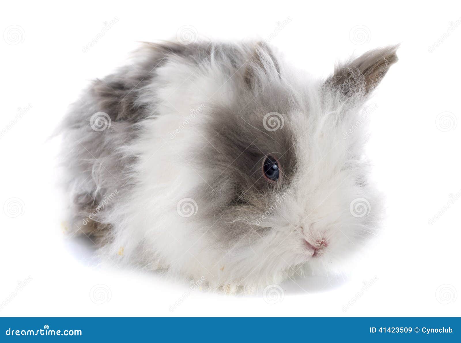 Angora rabbit stock image. Image of isolated, white, animal - 41423509