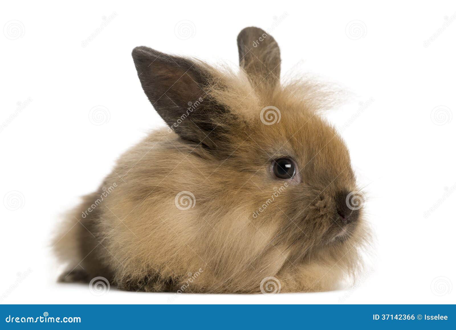 Angora rabbit, isolated stock photo. Image of animal - 37142366