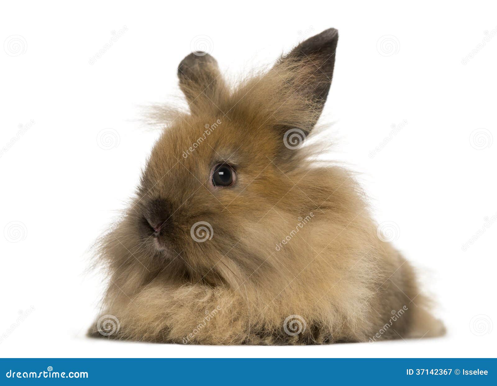 Angora rabbit, isolated stock image. Image of vertebrate - 37142367