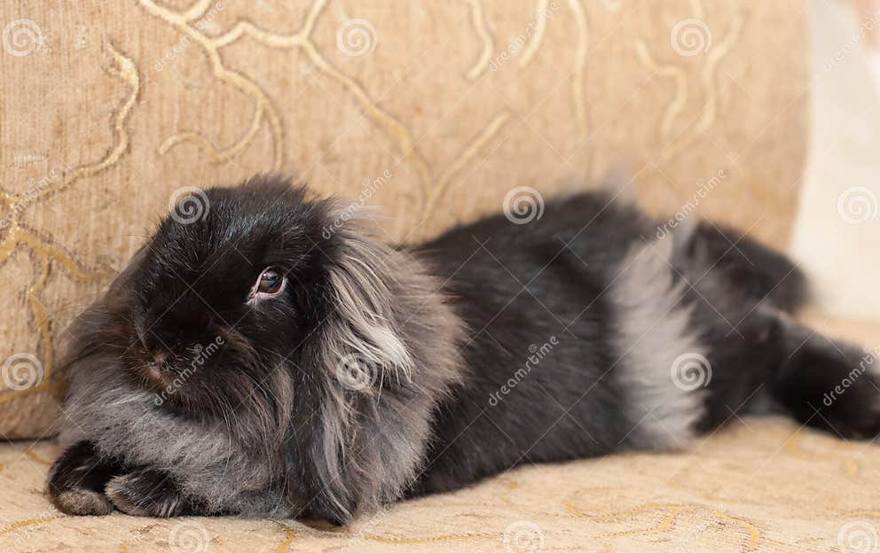 Angora rabbit stock photo. Image of cuddly, enjoy, face - 49655244