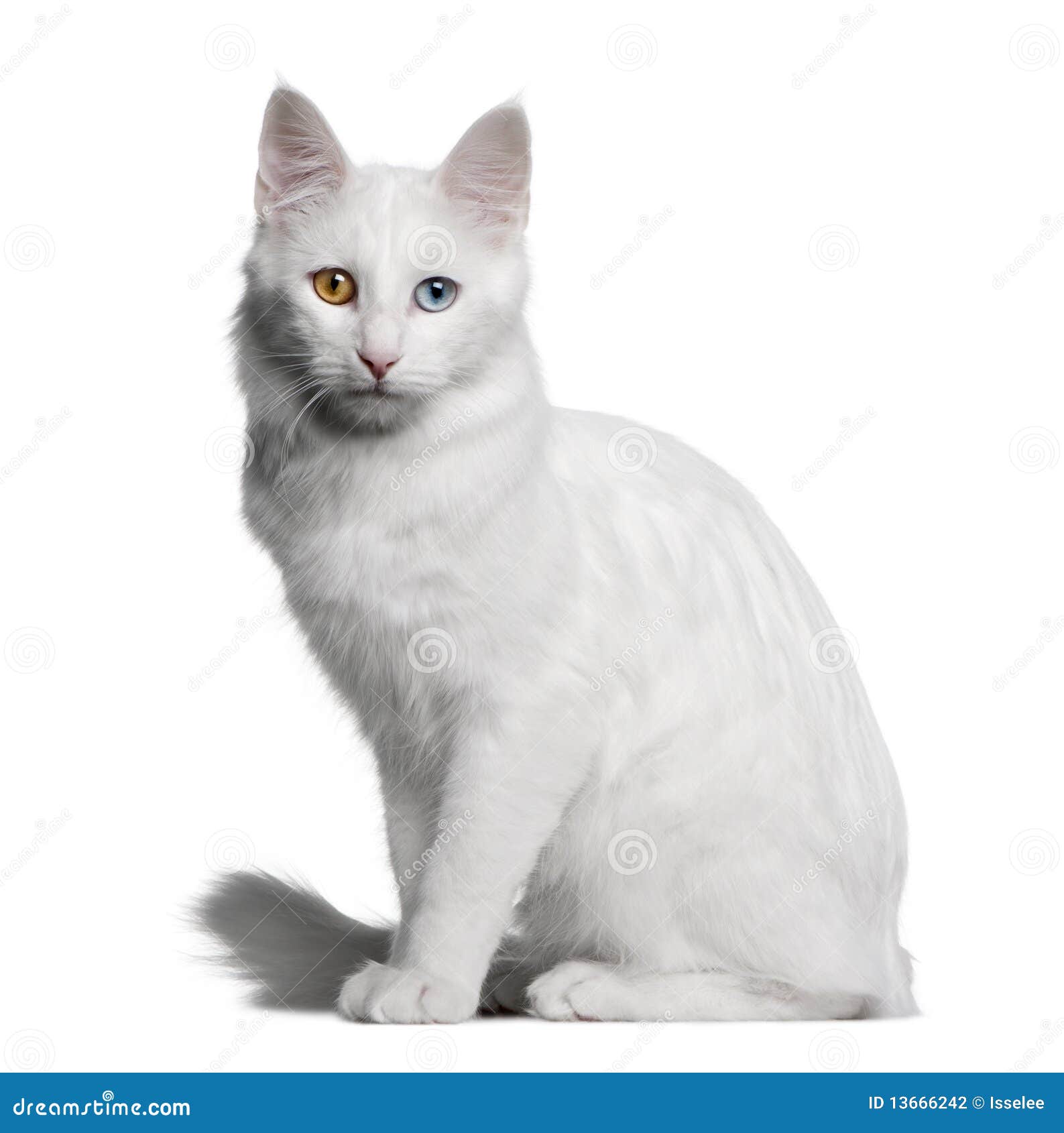 Angora turc (18 mois) photo stock. Image du chat, côté - 13666242