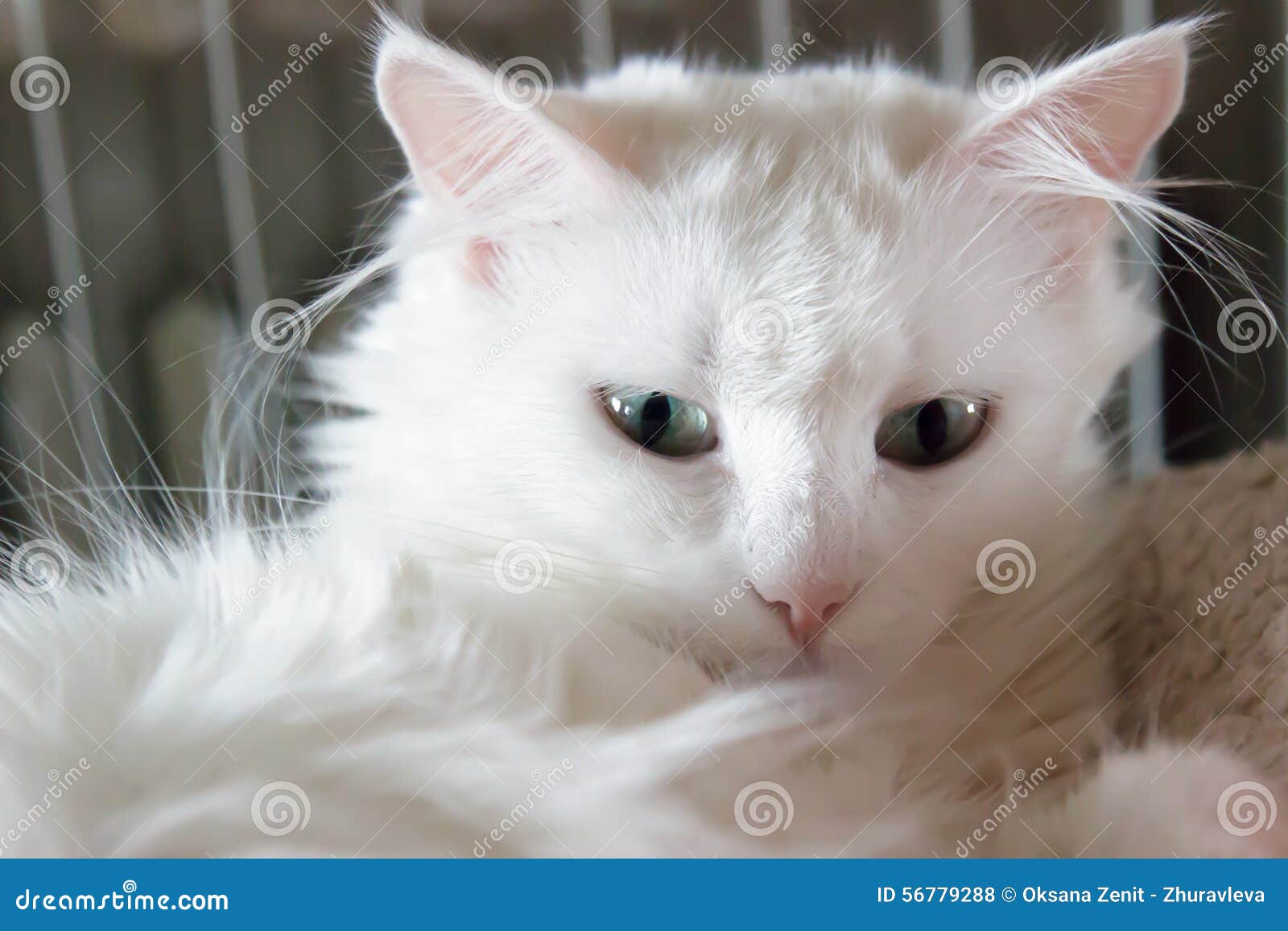 Angora turco foto de archivo. Imagen de azul, hermoso - 56779288
