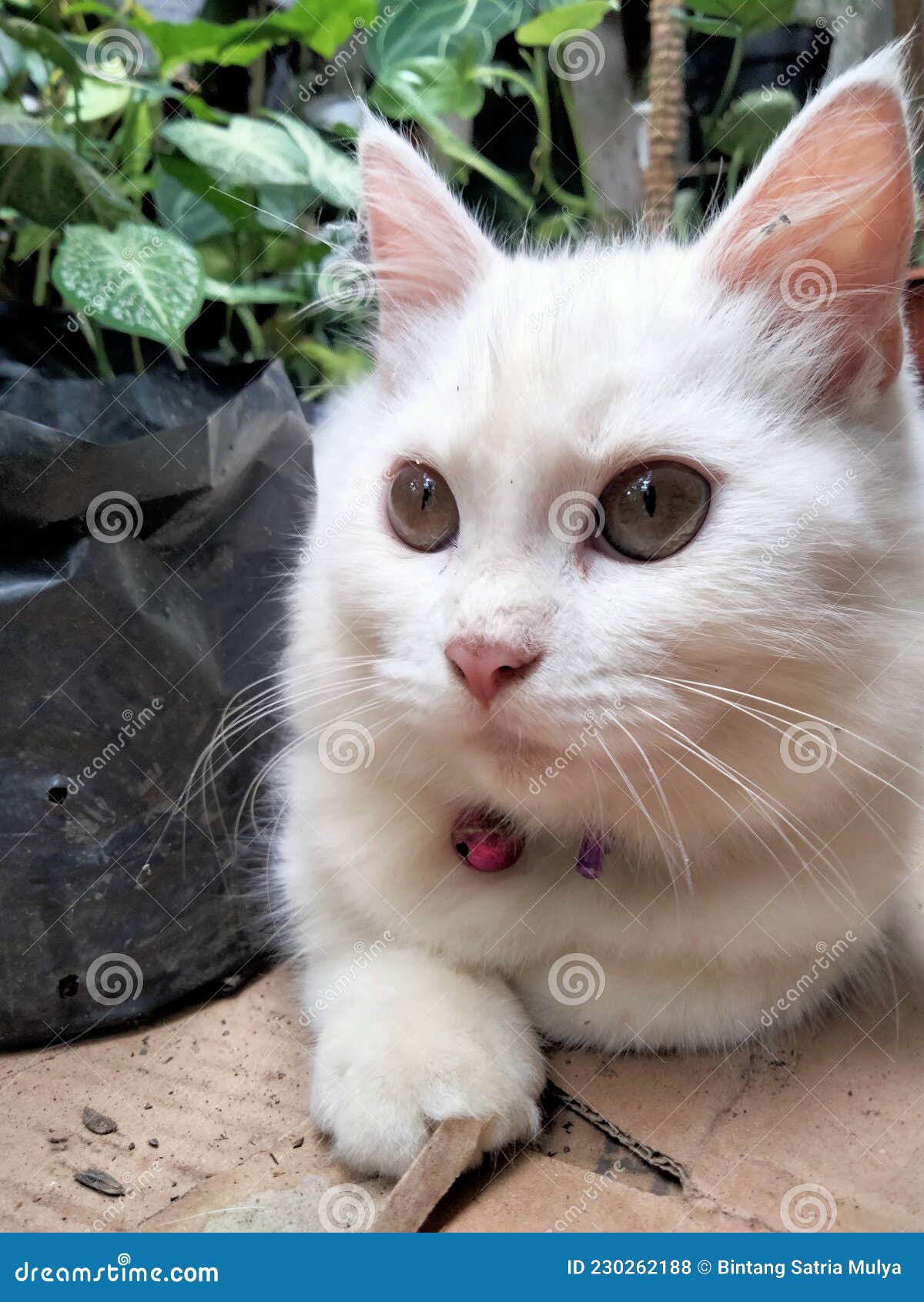 Angora Type White Cat stock photo. Image of white, type - 230262188