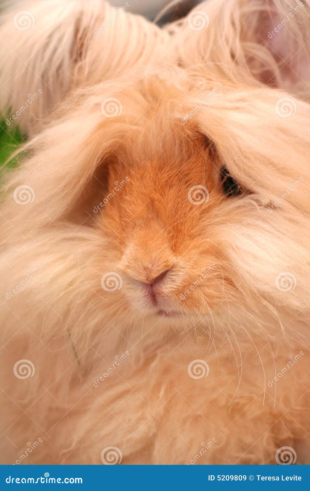 Angorakaninchen stockbild. Bild von nahaufnahme, geschöpf - 5209809