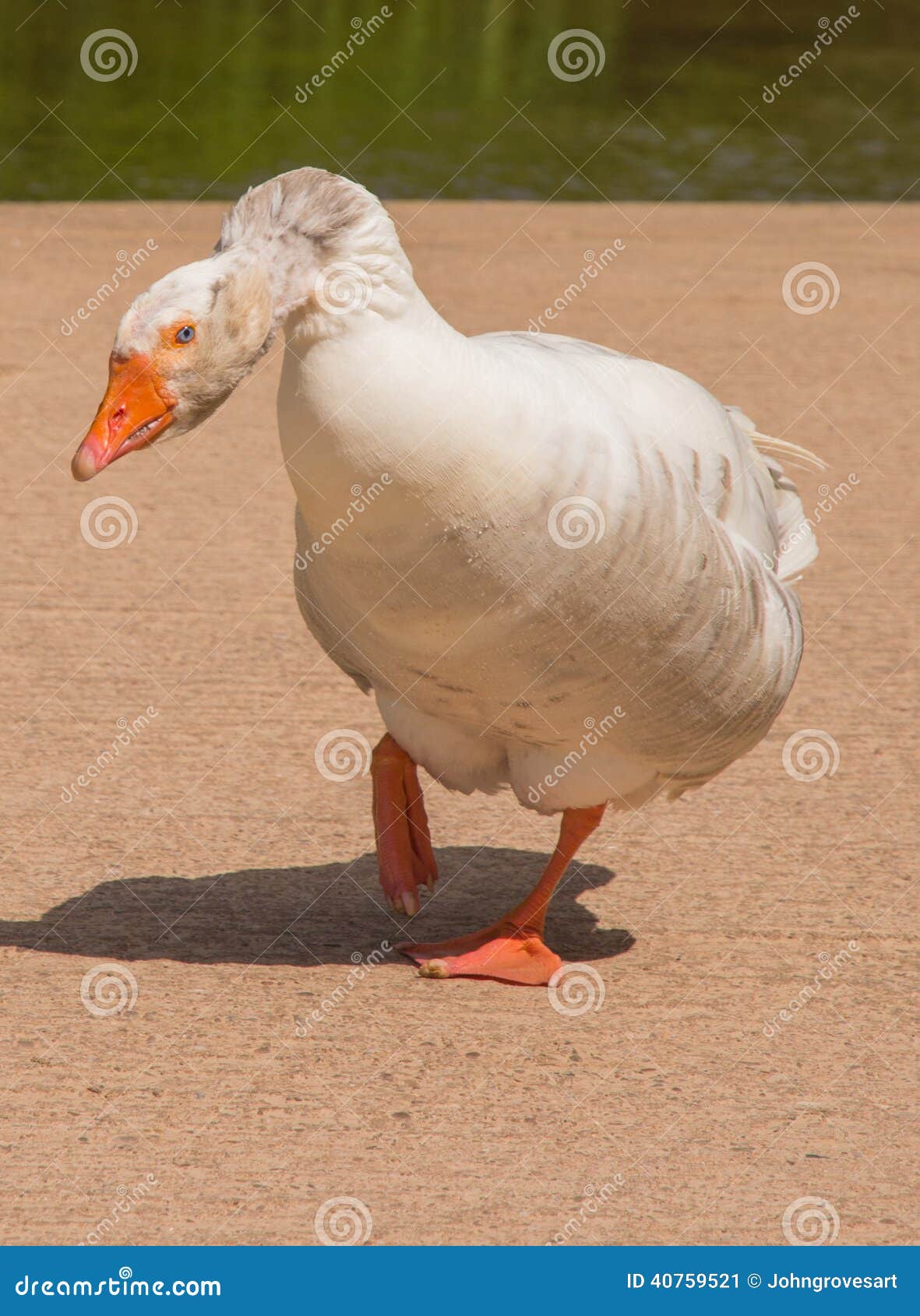 Angreifende Gans stockbild. Bild von nähern, angriff - 40759521