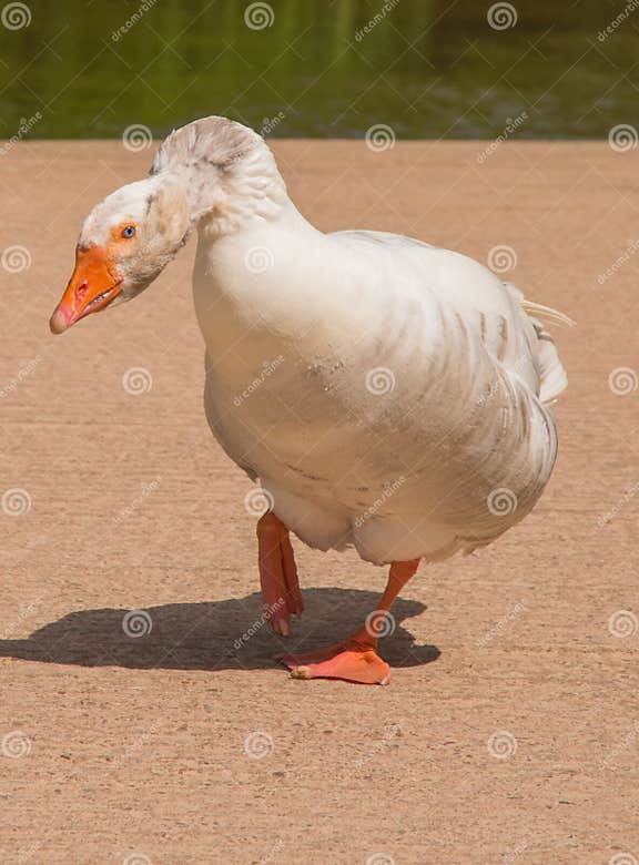 Angreifende Gans stockbild. Bild von nähern, angriff - 40759521