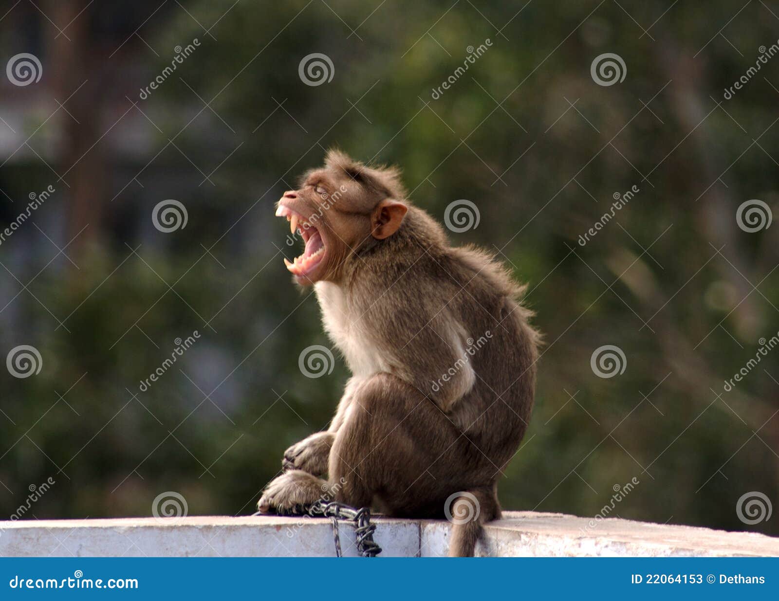 Angry stock image. Image of animal, nature, face, monkey - 22064153