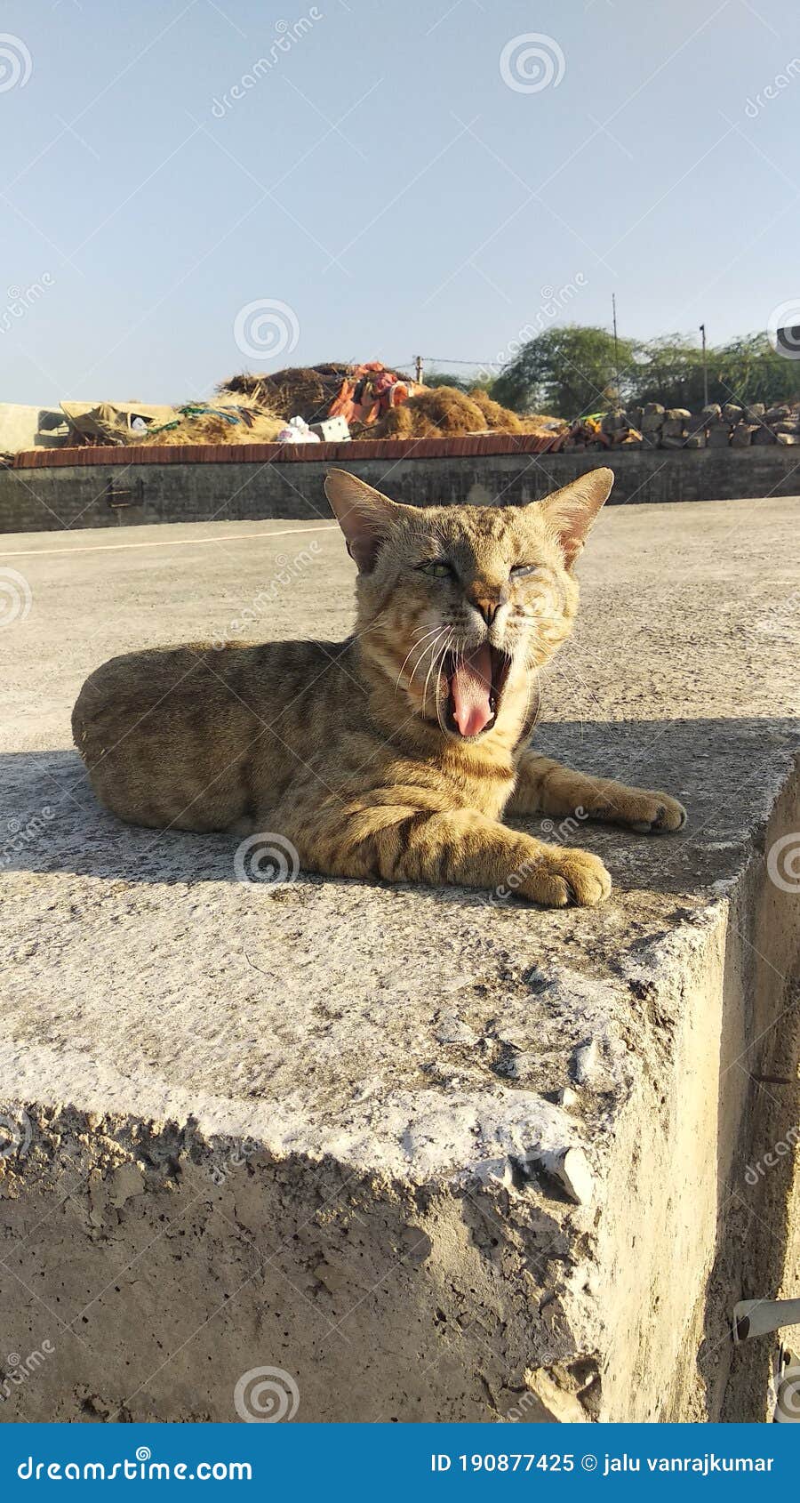 Angry Adult Tabby Cat Hissing and Showing Teeth Stock Image - Image of ...