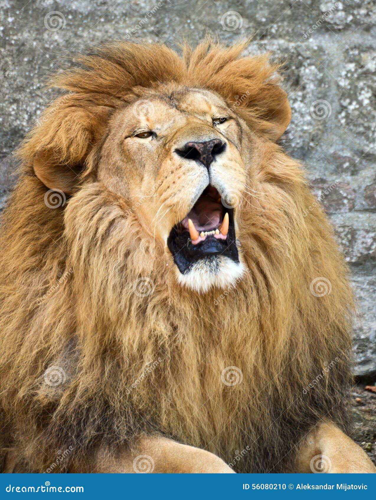 Angry African lion stock photo. Image of male, aggression - 56080210
