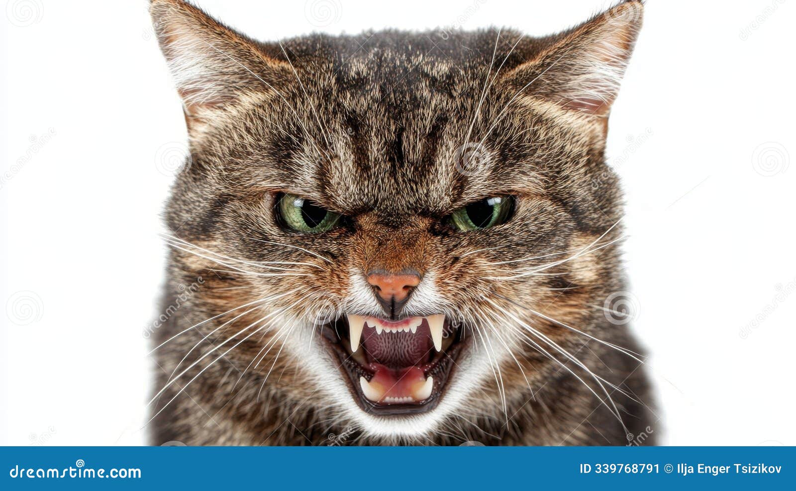 Angry, Aggressive Brown Tabby Cat Hissing with Bared Teeth, Isolated on ...