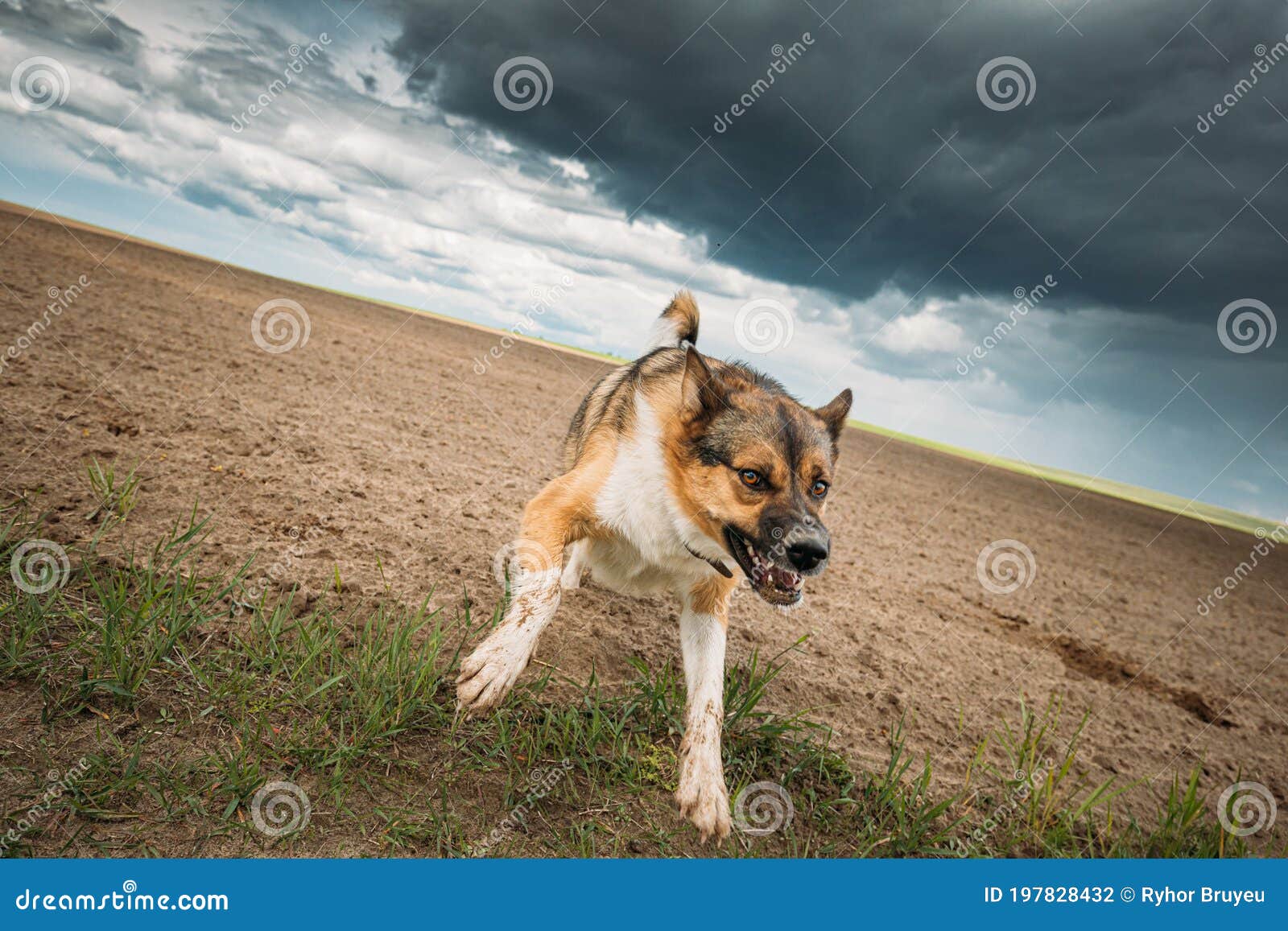 Angry Aggressive Mad Dog Running on Camera Stock Photo - Image of ...