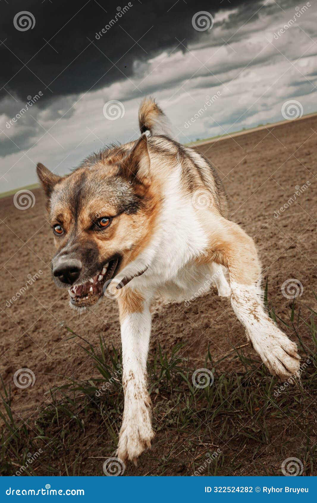 Angry Aggressive Mad Dog Running on Camera Stock Photo - Image of ...