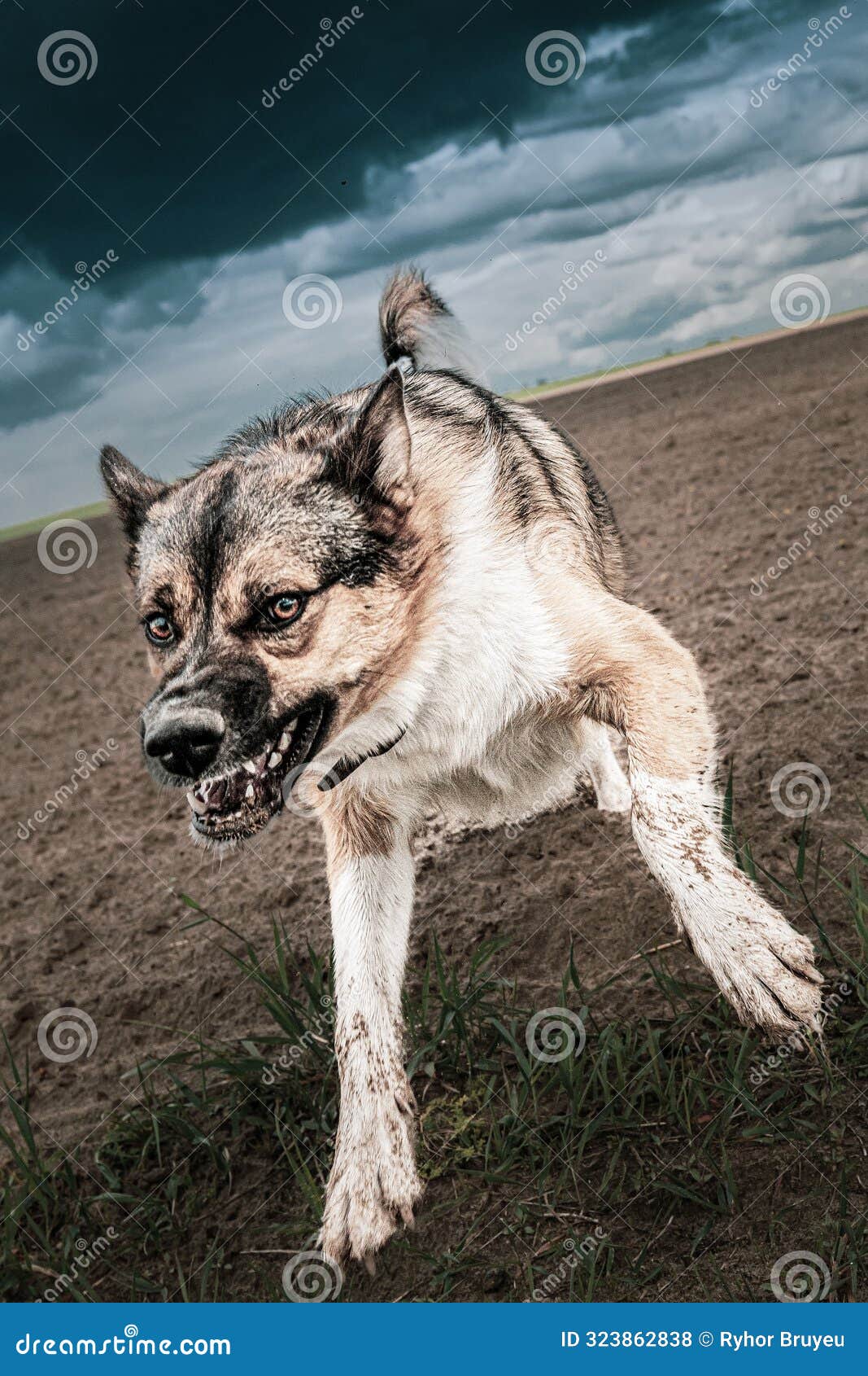 Angry Aggressive Mad Dog Running on Camera Stock Photo - Image of evil ...