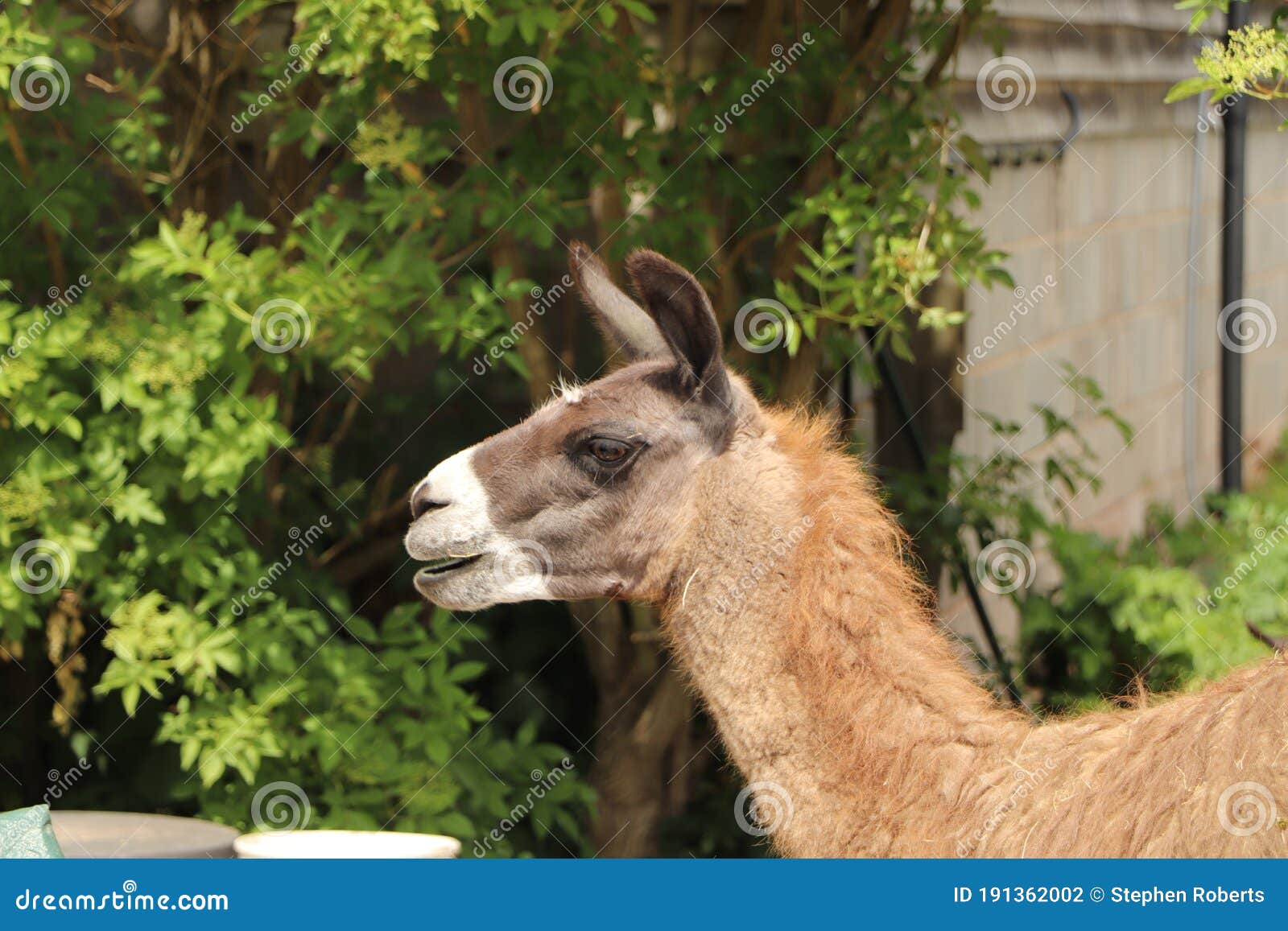 An Angry Alpaca Glaring in the Distance Looking As If he& X27;s ...