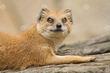 Angry animal stock photo. Image of wild, danger, active - 10809262