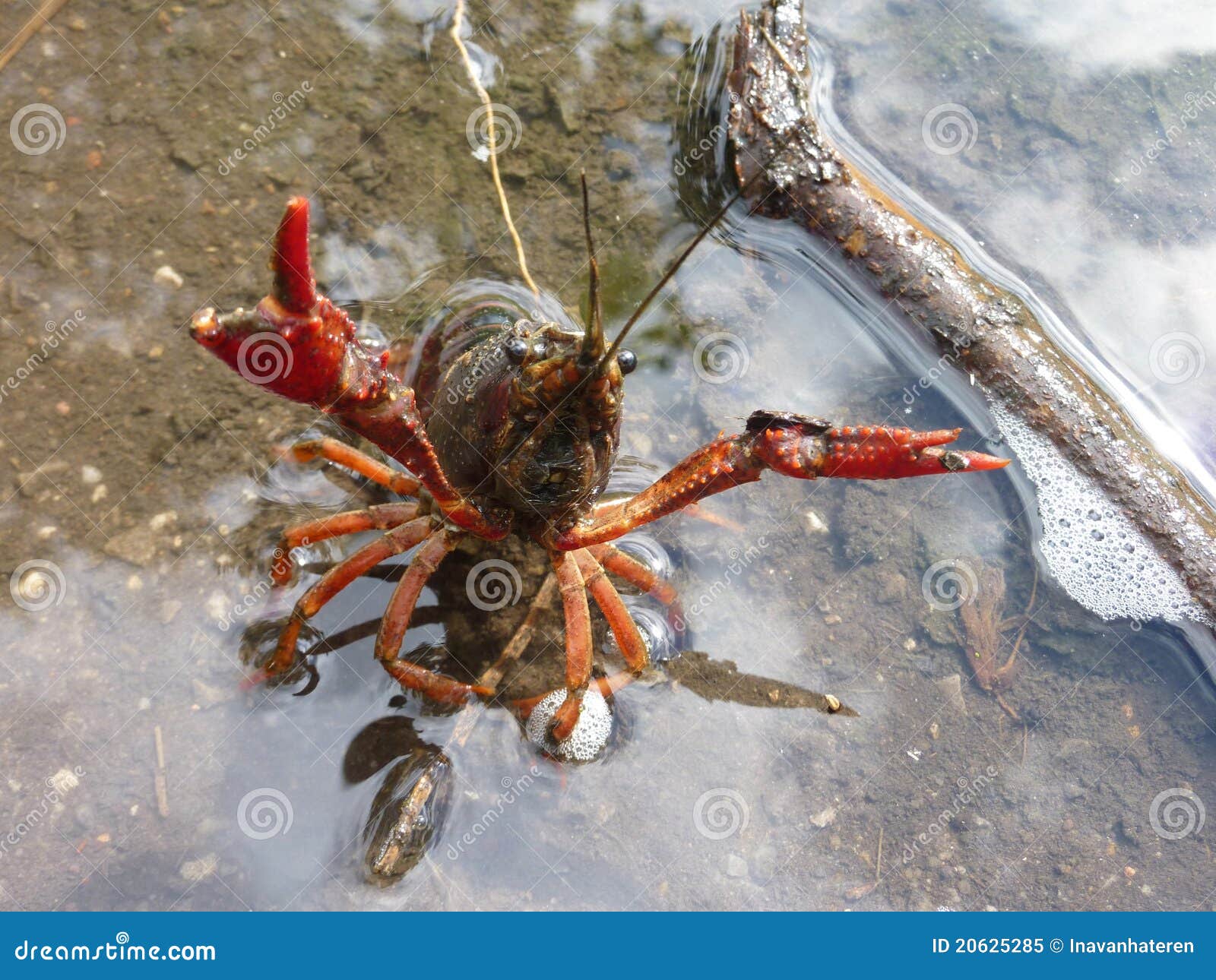 An angry animal stock image. Image of pool, astacoidae - 20625285