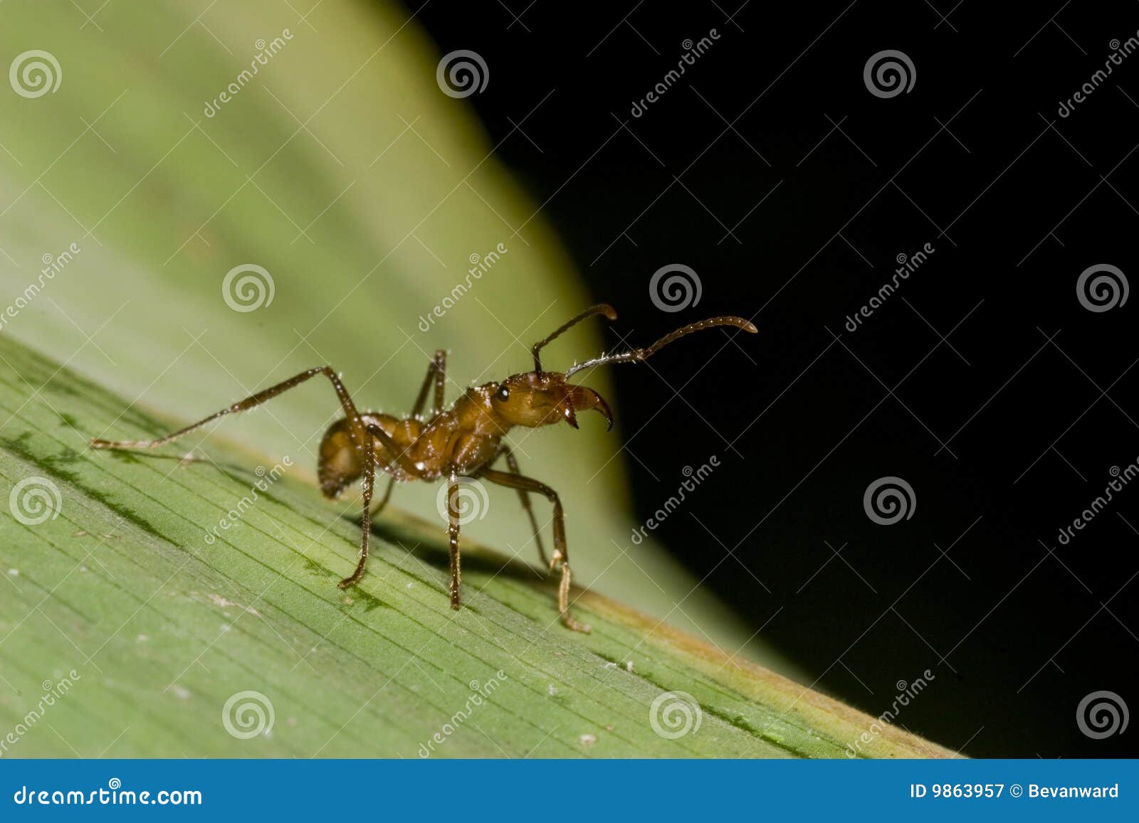 Angry ant stock image. Image of abdomen, tenderness, vicious - 9863957