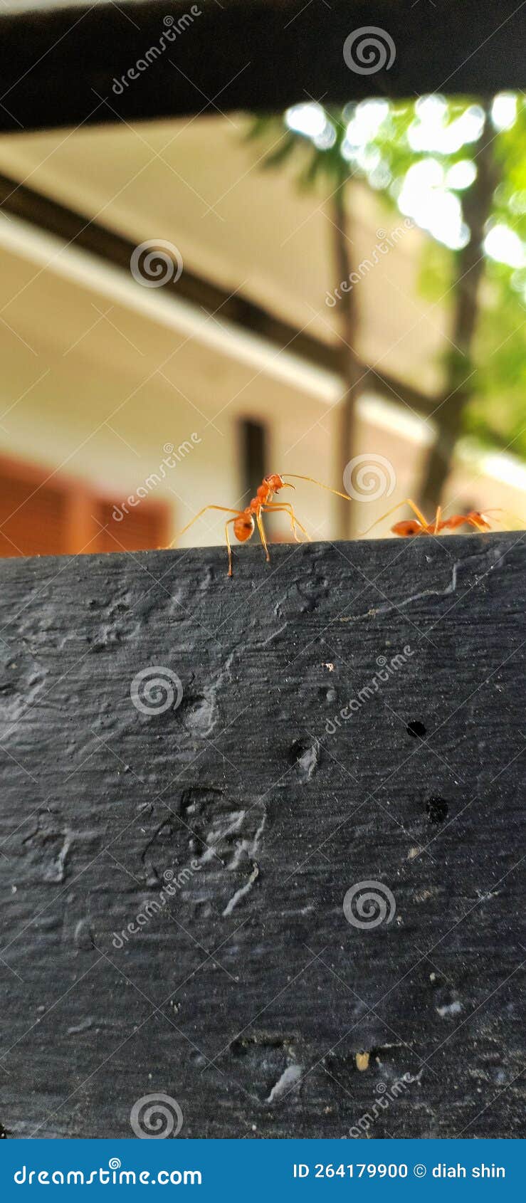 Angry ant stock photo. Image of insect, yellow, angry - 264179900