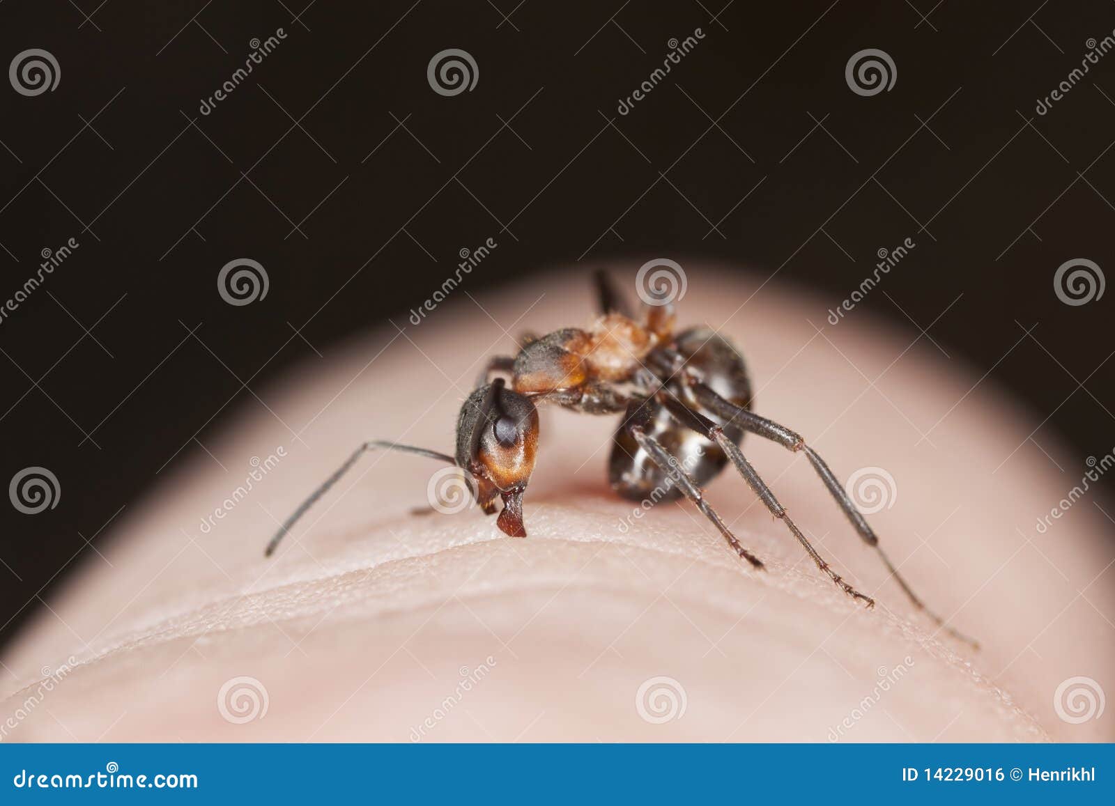 Angry ant biting finger. stock photo. Image of finger - 14229016