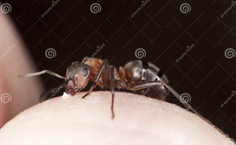 Angry ant biting finger. stock image. Image of pest, pain - 14229101
