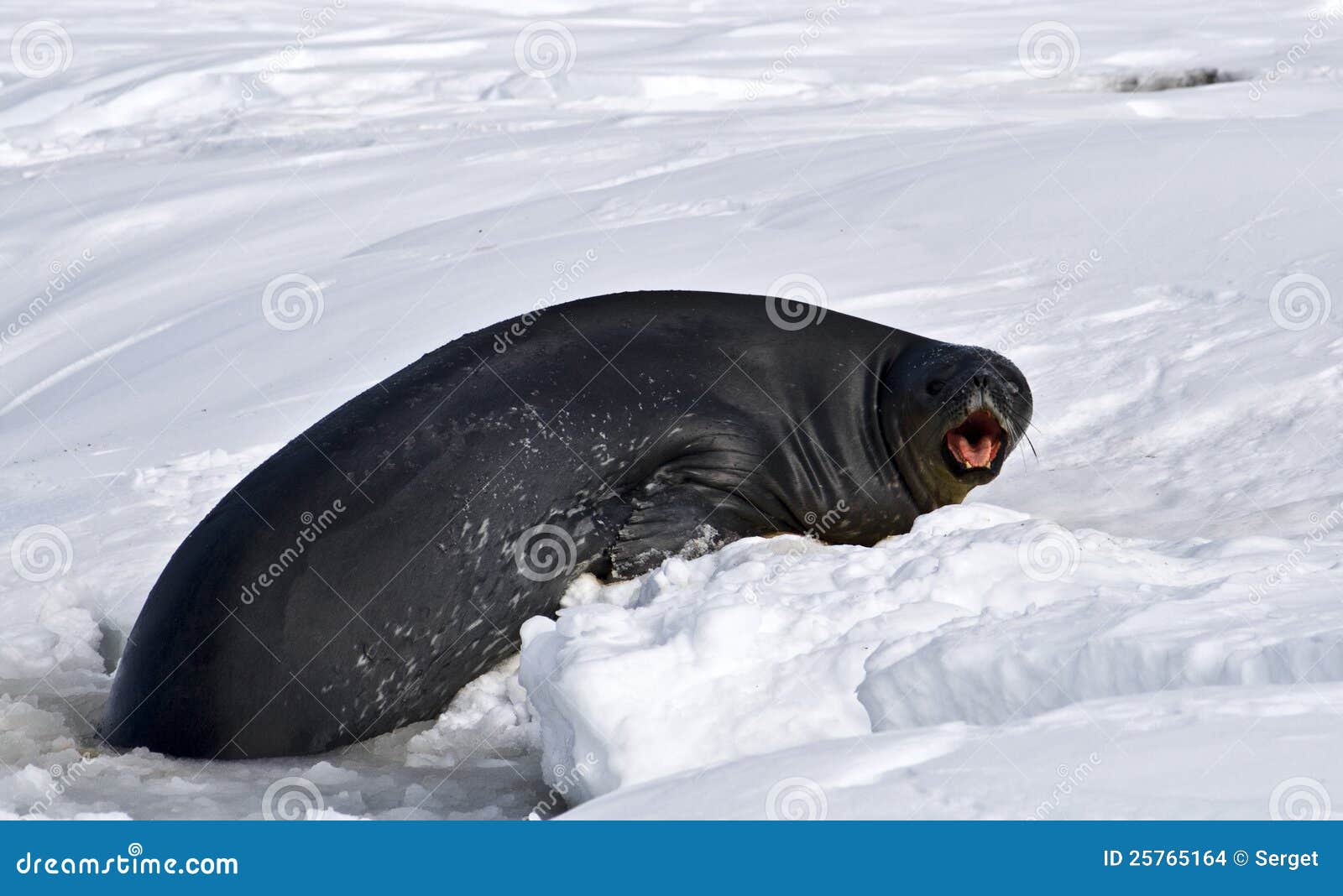 Angry Seal Stock Photography | CartoonDealer.com #12044522