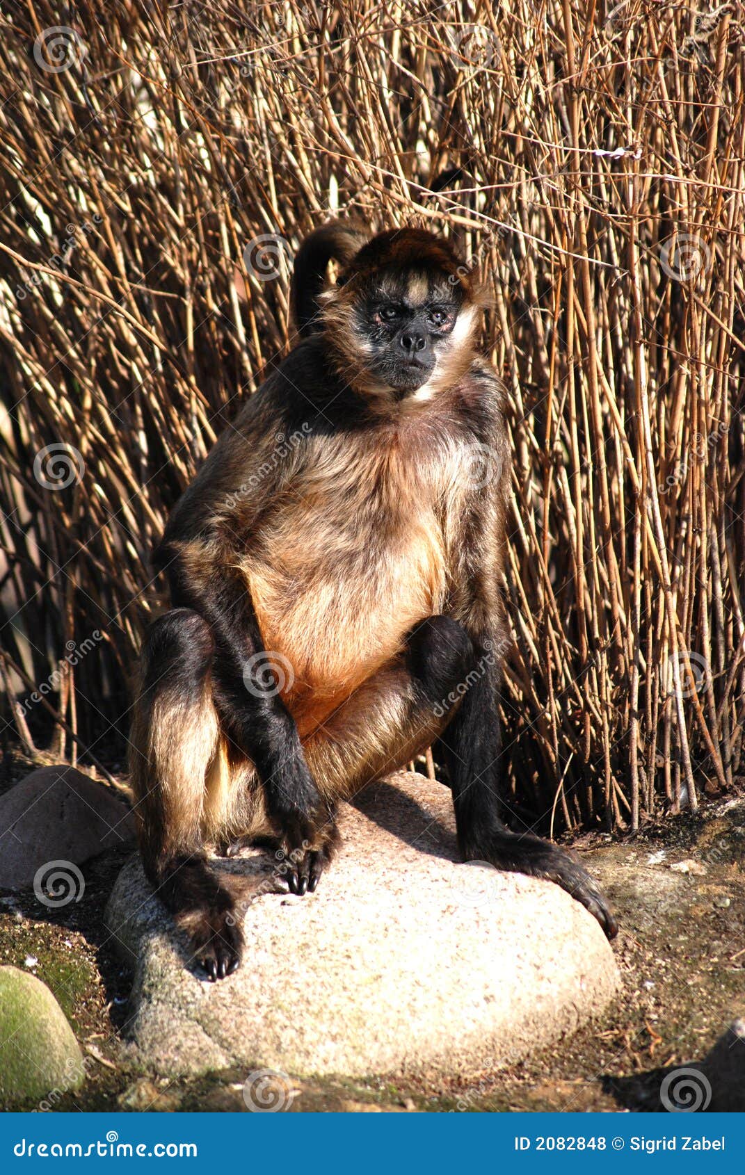Angry Ape stock photo. Image of cage, anthropoid, brey - 2082848