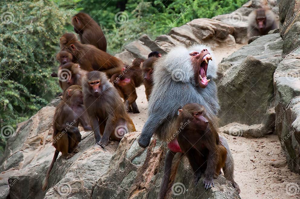 Angry baboon stock photo. Image of human, face, black - 20461968
