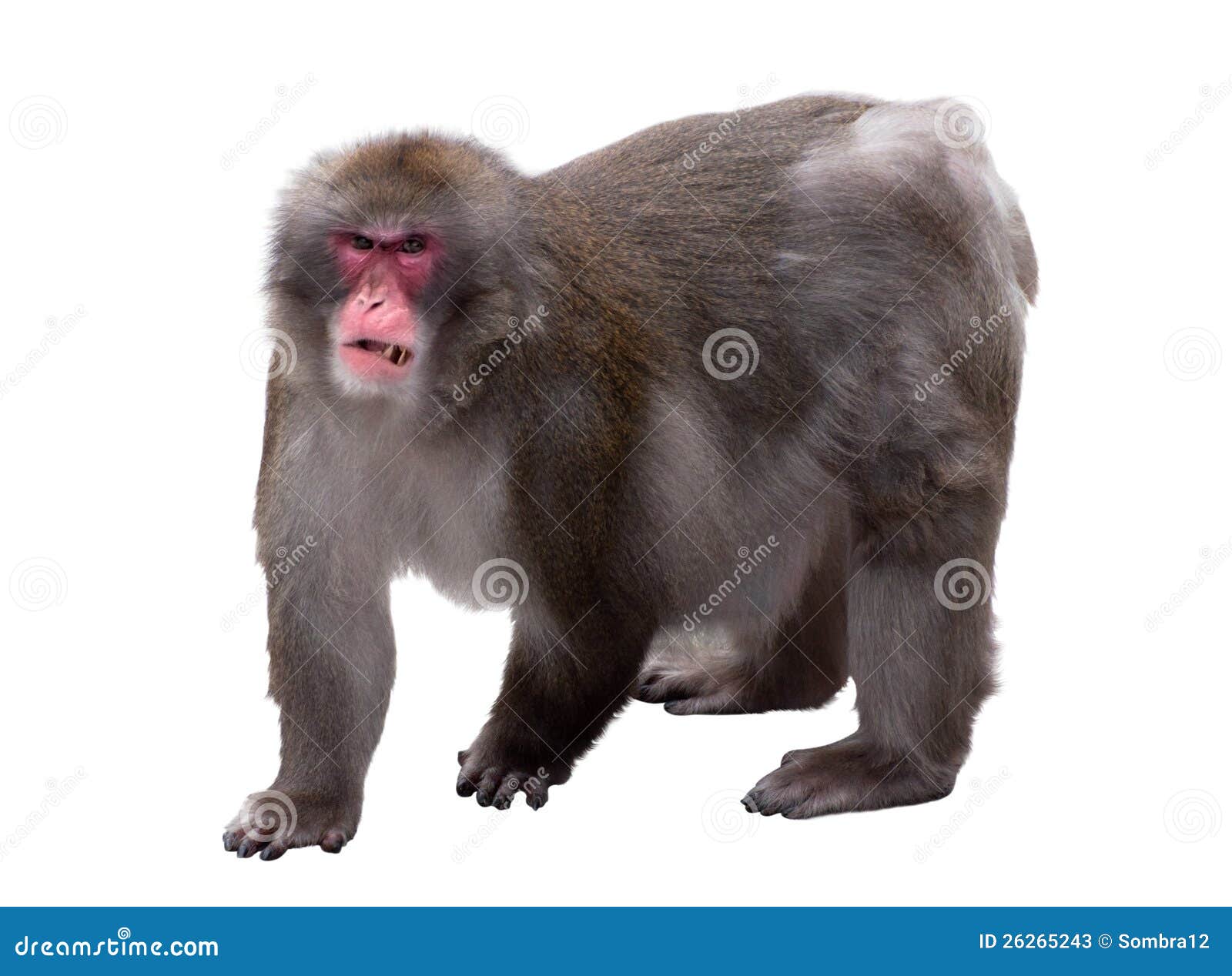 Angry baboon stock image. Image of angry, isolated, hair - 26265243