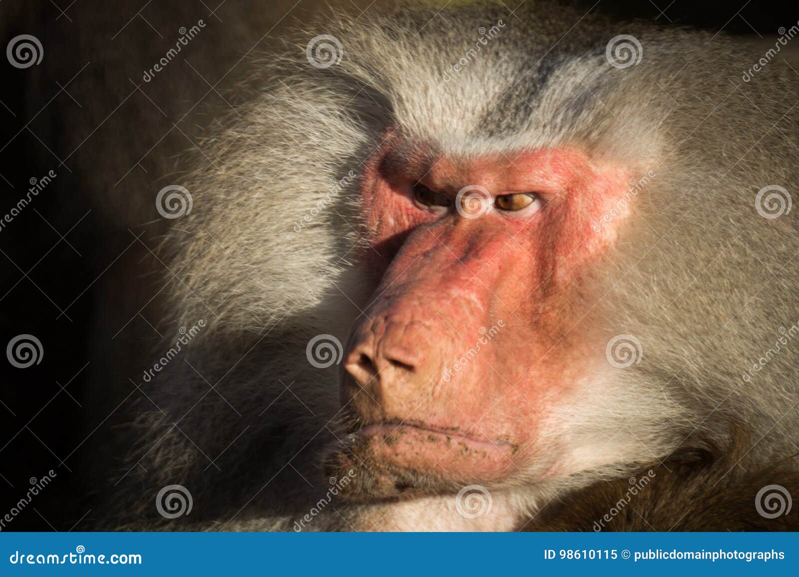 Angry Baboon Picture. Image: 98610115