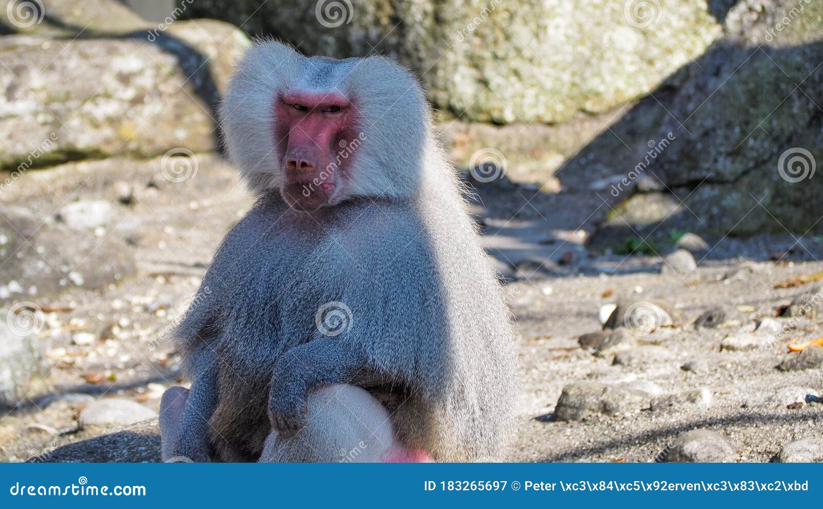 Angry Baboon Stock Photo | CartoonDealer.com #20461968