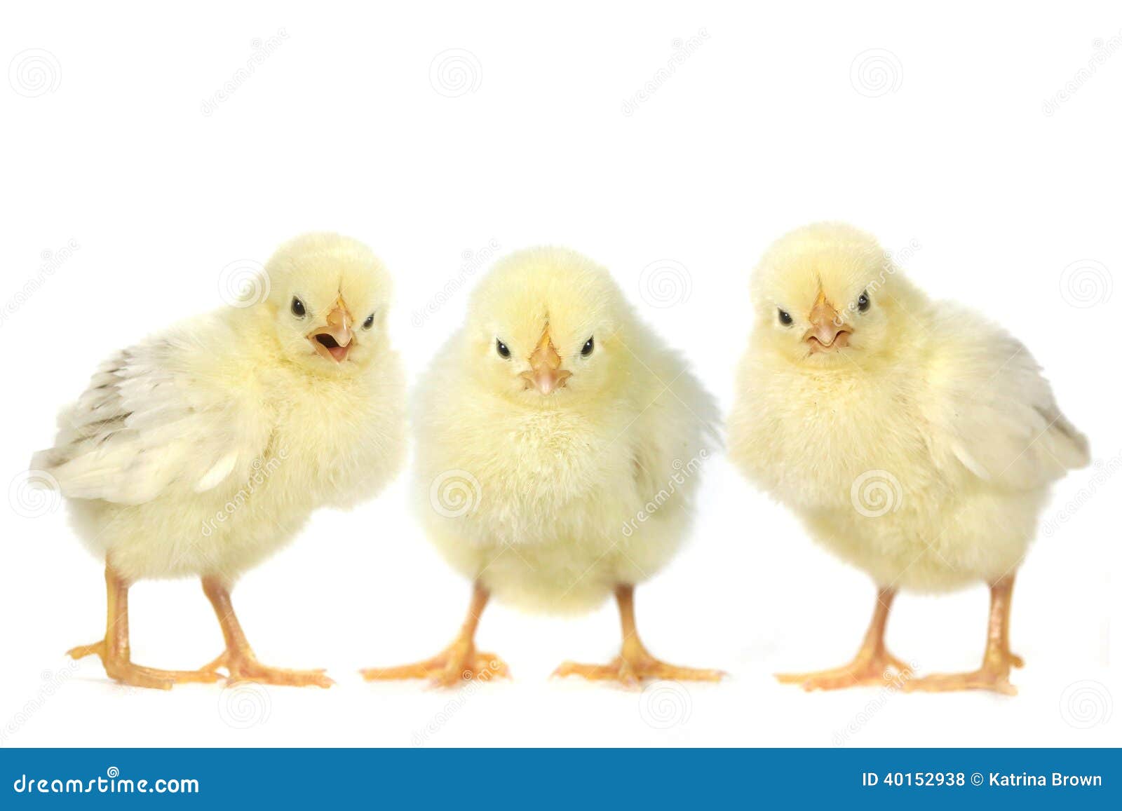 Angry Baby Chicks on White Background Stock Photo - Image of livestock ...