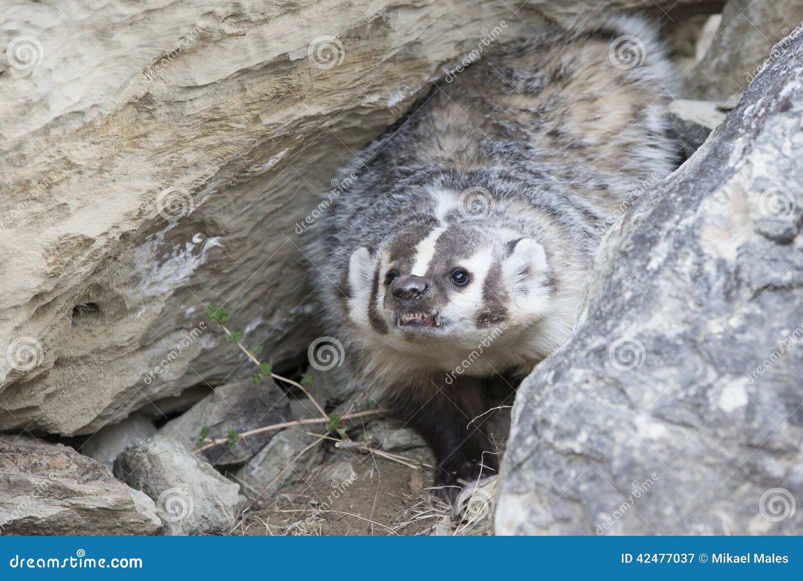 Angry badger in den stock image. Image of powerful, carnivores - 42477037