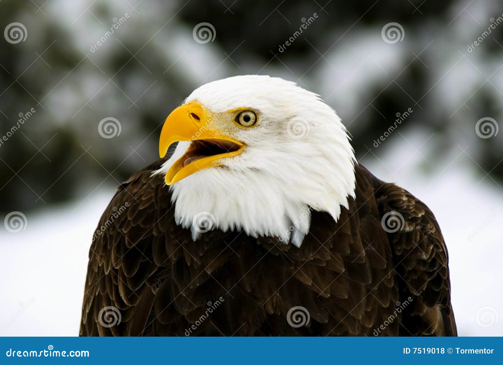 Angry Bald Eagle (Haliaeetus; Leucocephalus) Stock Photo - Image of ...
