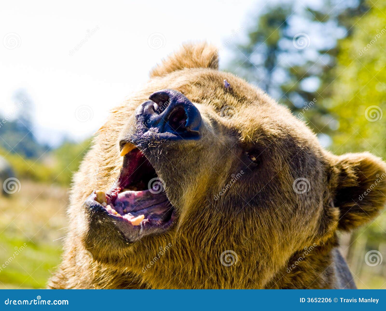 Angry bear stock photo. Image of mammal, nature, breed - 3652206
