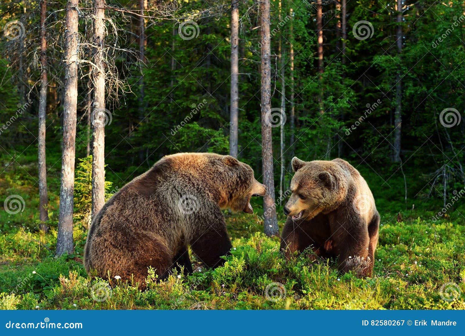 Angry Bear Royalty-Free Stock Photography | CartoonDealer.com #6035867