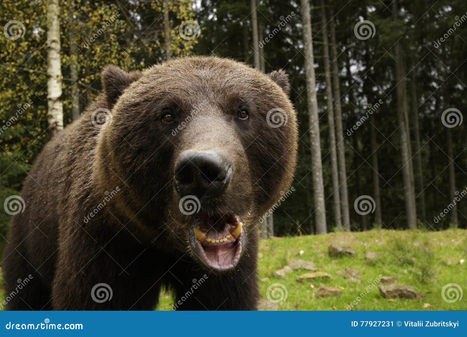 Angry Bear Roars stock image. Image of sight, nature - 77927231