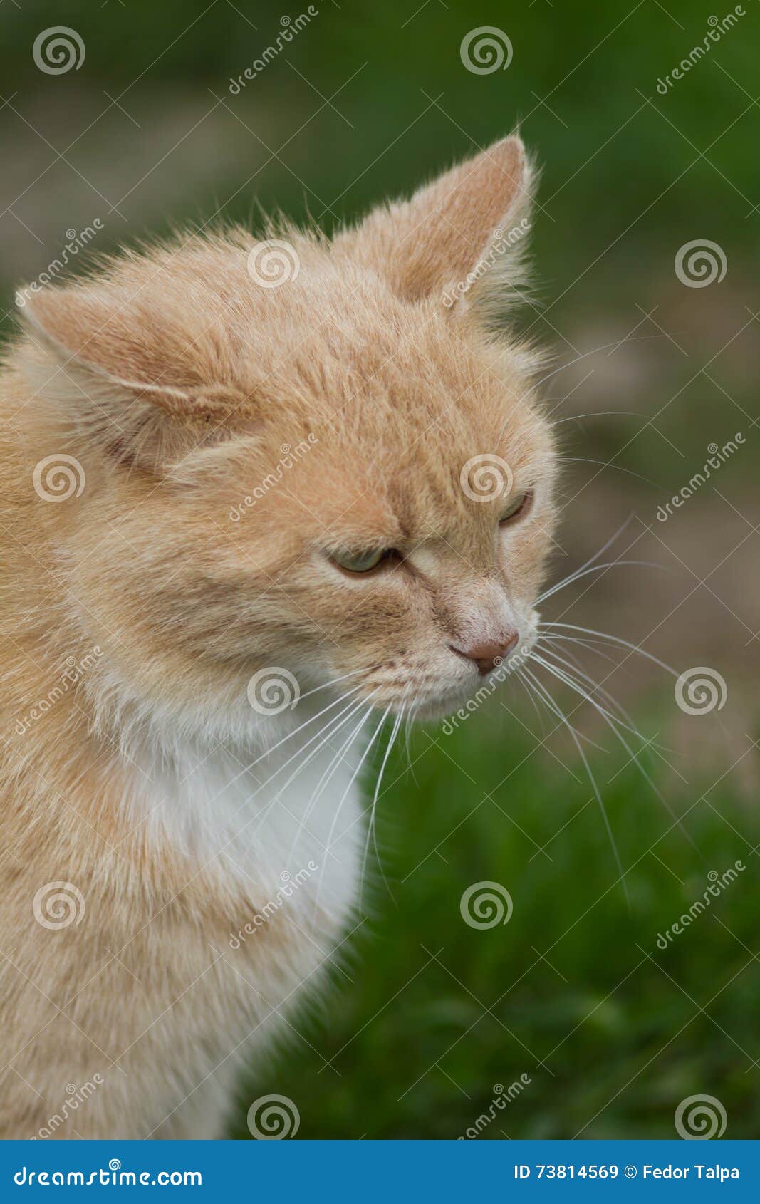 Angry Fluffy Cat In Hands Royalty-Free Stock Image | CartoonDealer.com ...