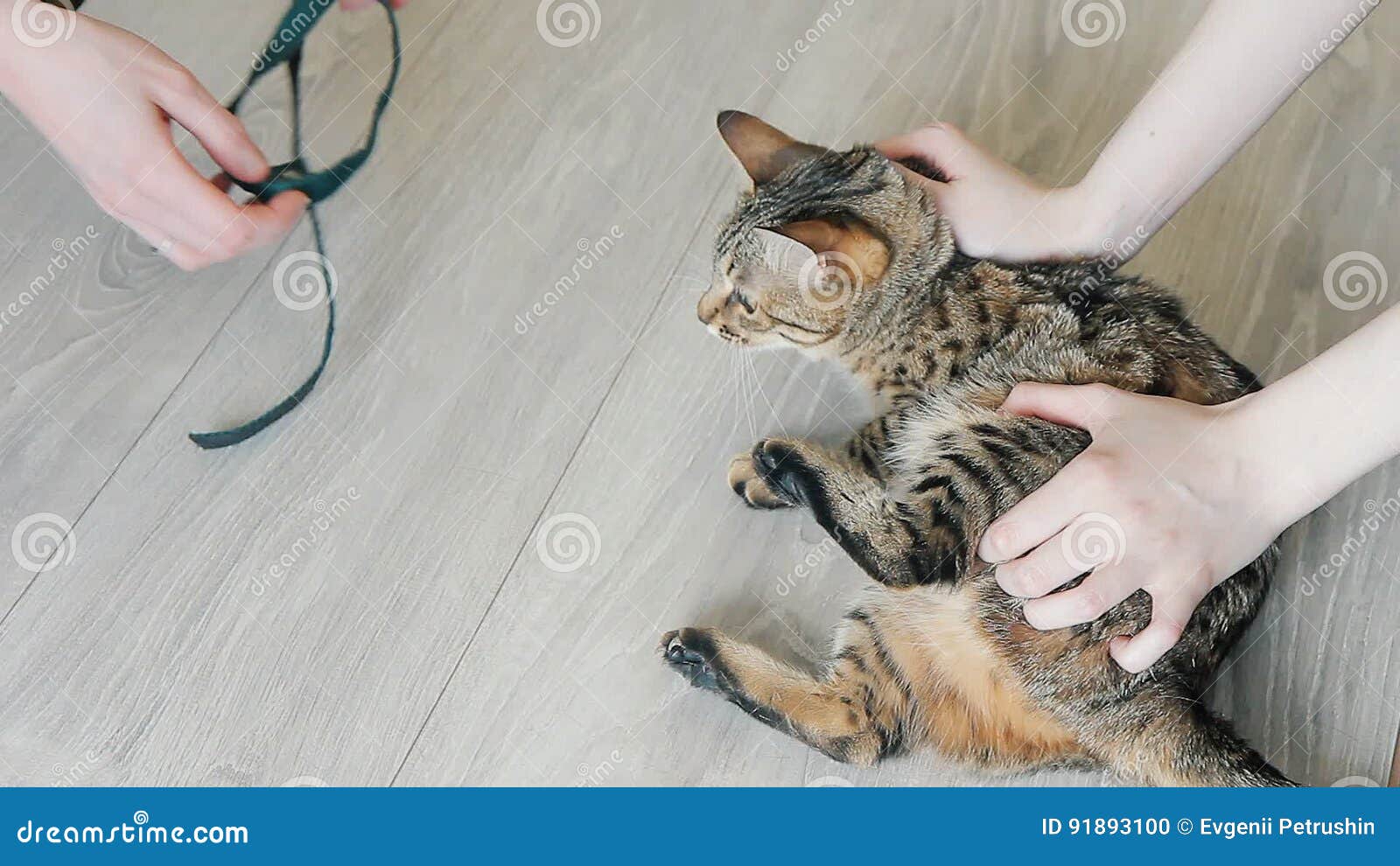 Angry Bengal Cat at the Vet Stock Footage - Video of bengal, striped ...