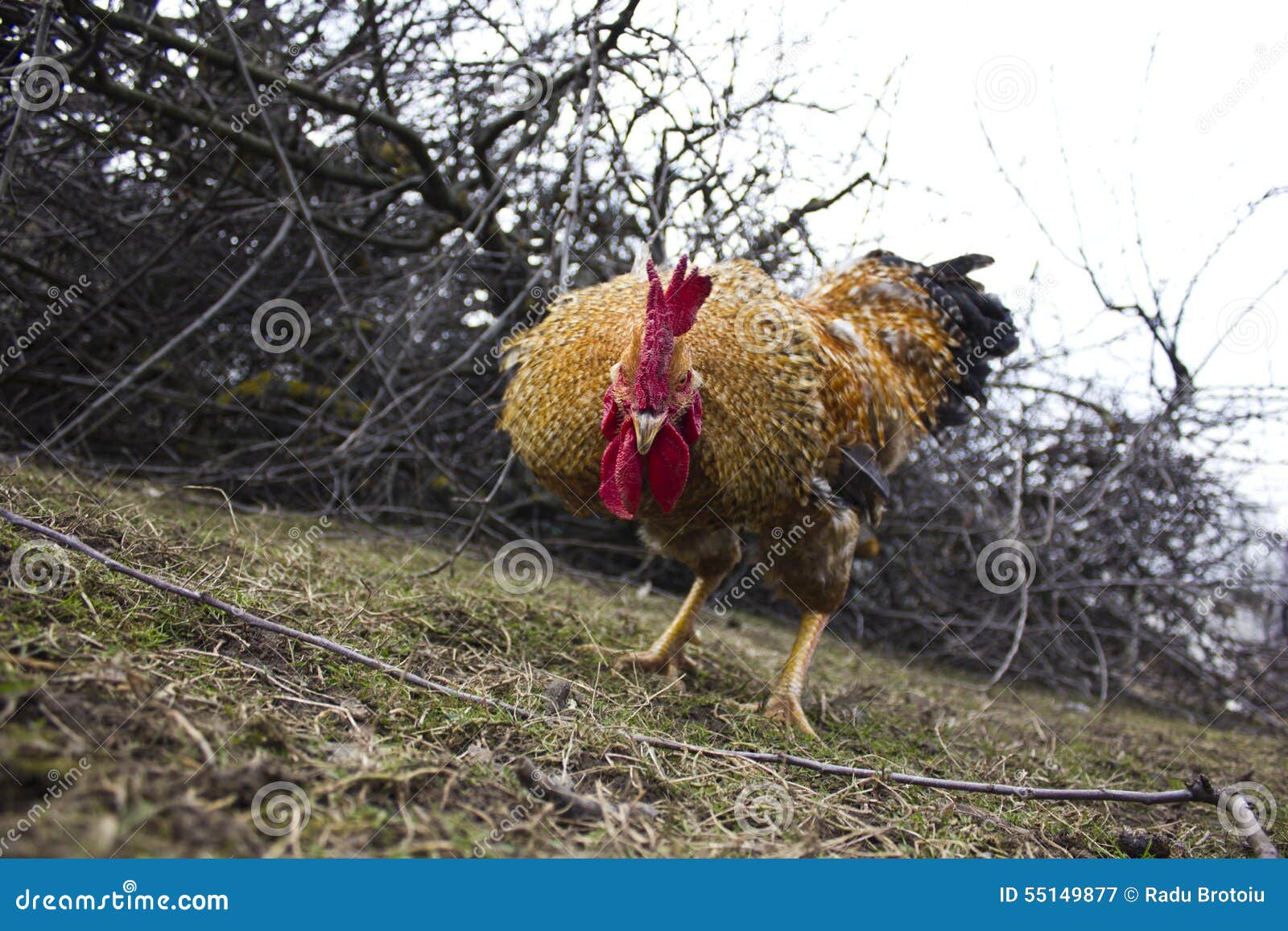 Angry big rooster stock image. Image of attack, closeup - 55149877